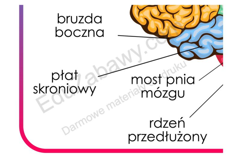 Plansze dydaktyczne: Budowa mózgu PDF XXL do druku za darmo