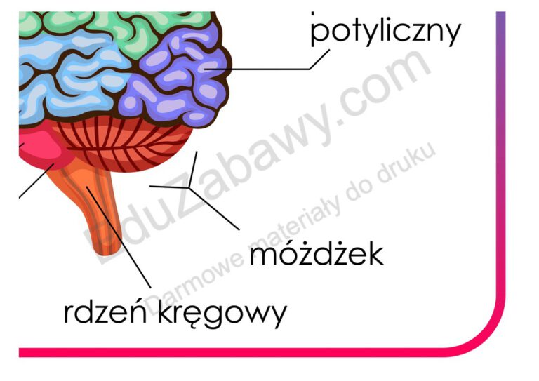 Plansze dydaktyczne: Budowa mózgu PDF XXL do druku za darmo