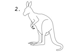 Jak narysować kangura krok po kroku. Nauka rysowania kangura